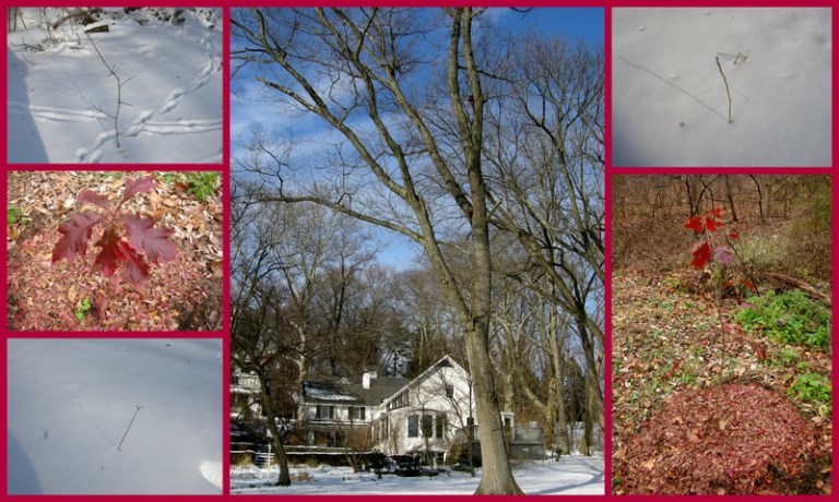 My Thanksgiving Oak Forest | CAROLYN'S SHADE GARDENS