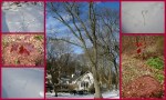 My Thanksgiving Oak Forest | CAROLYN'S SHADE GARDENS