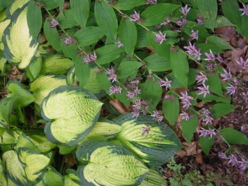Shade Gardening in Fall: Toad-lily | CAROLYN'S SHADE GARDENS