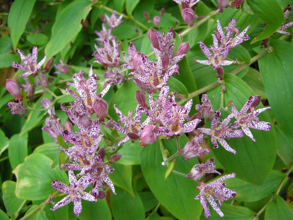 Shade Gardening in Fall: Toad-lily | CAROLYN'S SHADE GARDENS
