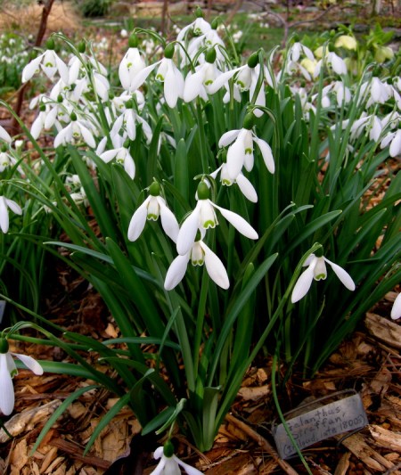 Snowdrops: Further Confessions of a Galanthophile | CAROLYN'S SHADE GARDENS