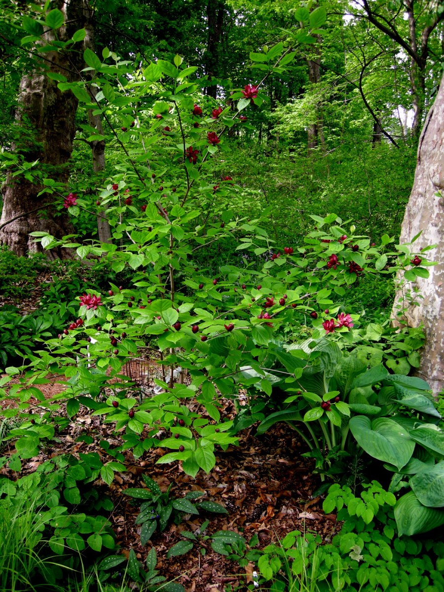 Woody Plants for Shade Part 1 | CAROLYN'S SHADE GARDENS