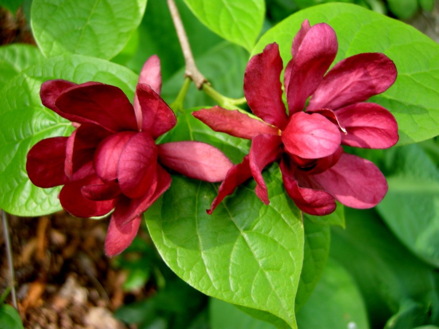 Woody Plants for Shade Part 1 | CAROLYN'S SHADE GARDENS