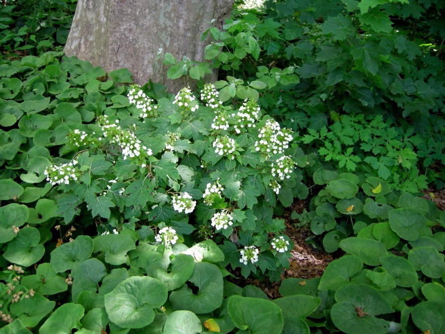 Woody Plants for Shade Part 1 | CAROLYN'S SHADE GARDENS