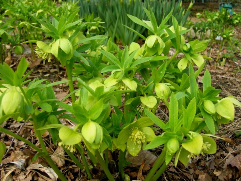 Helleborus multifidus subsp. hercegovinus | CAROLYN'S SHADE GARDENS