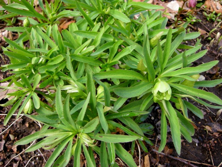 Helleborus multifidus subsp. hercegovinus | CAROLYN'S SHADE GARDENS