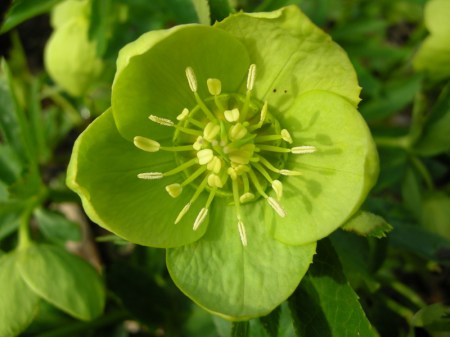 The Sex Lives of Hellebores | CAROLYN'S SHADE GARDENS