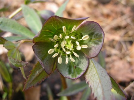 Helleborus multifidus subsp. hercegovinus | CAROLYN'S SHADE GARDENS