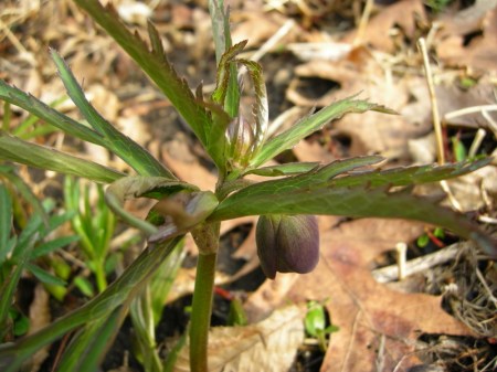 Helleborus multifidus subsp. hercegovinus | CAROLYN'S SHADE GARDENS