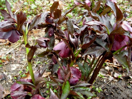 Helleborus multifidus subsp. hercegovinus | CAROLYN'S SHADE GARDENS