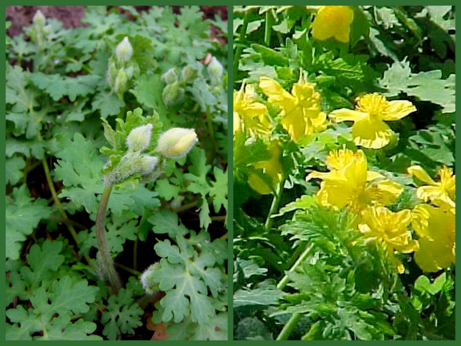 Supporting Sustainable Living: Part One | CAROLYN'S SHADE GARDENS