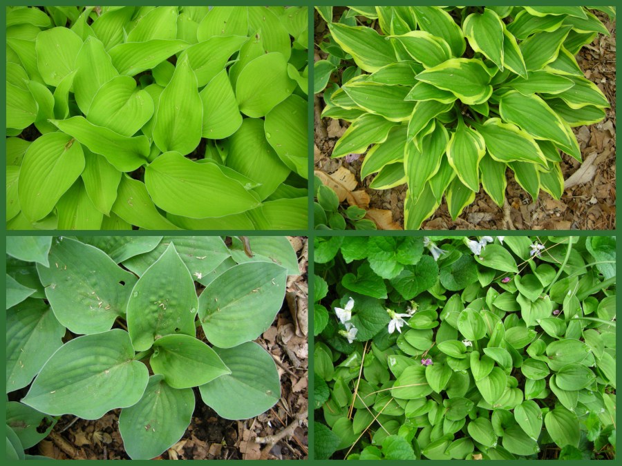 Hosta Abiqua Drinking Gourd | CAROLYN'S SHADE GARDENS