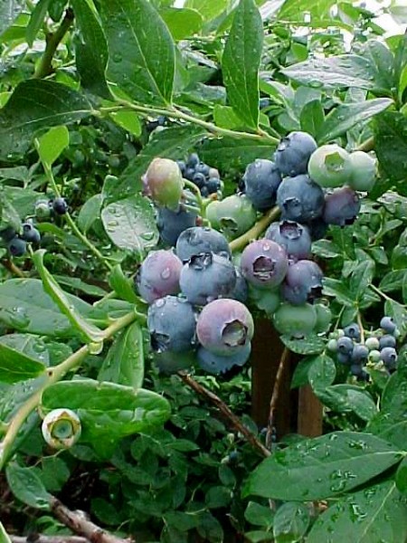 Woody Plants for Shade Part 2 | CAROLYN'S SHADE GARDENS