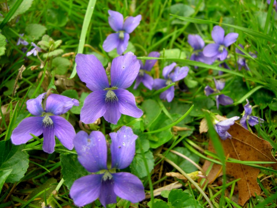 natural lawn care | CAROLYN'S SHADE GARDENS