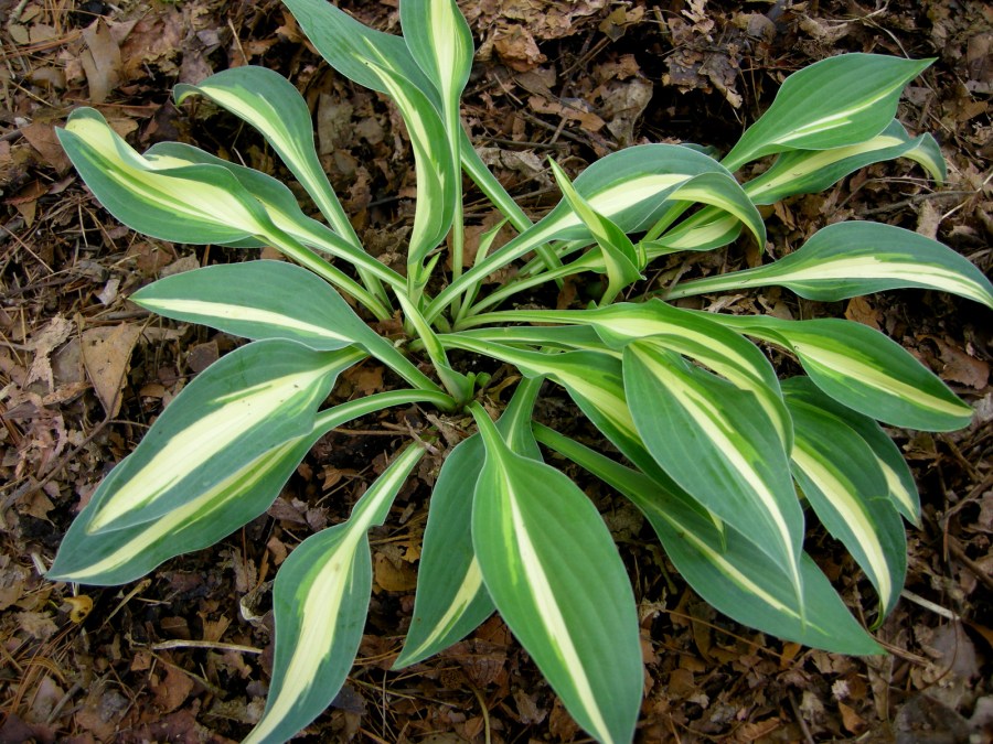 Hosta Kabitan | CAROLYN'S SHADE GARDENS