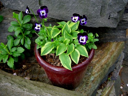 Hosta Cameo | CAROLYN'S SHADE GARDENS