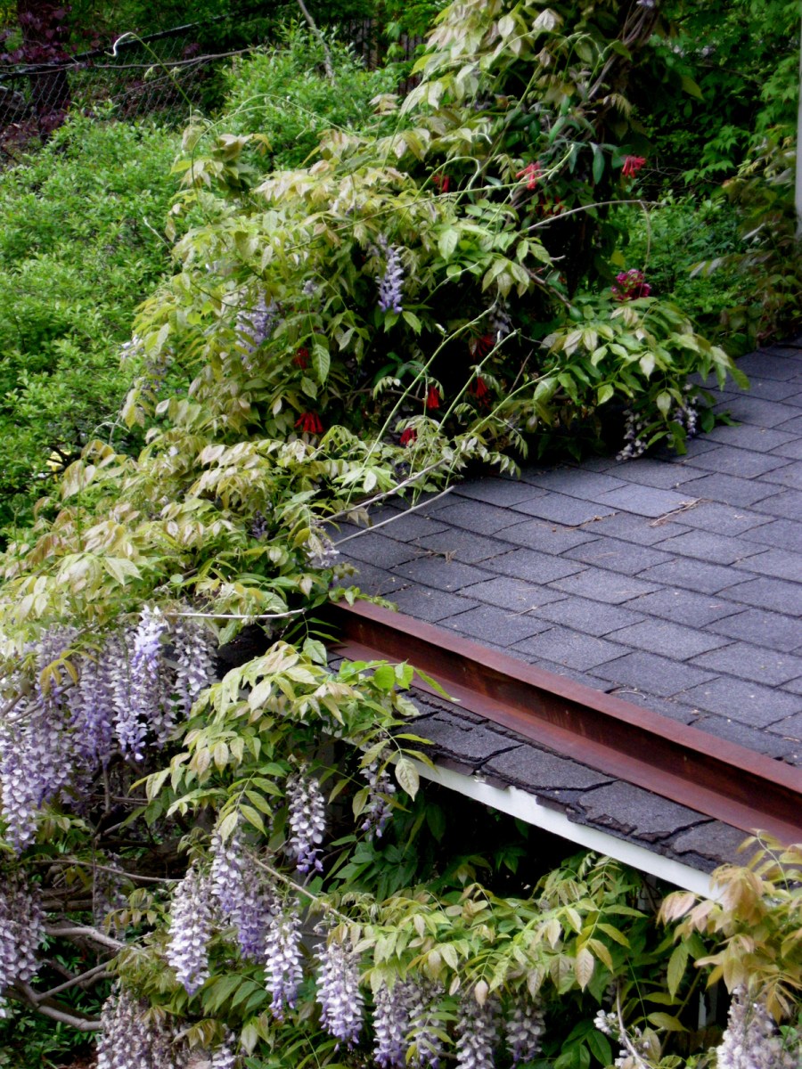 Woody Plants for Shade Part 2 | CAROLYN'S SHADE GARDENS