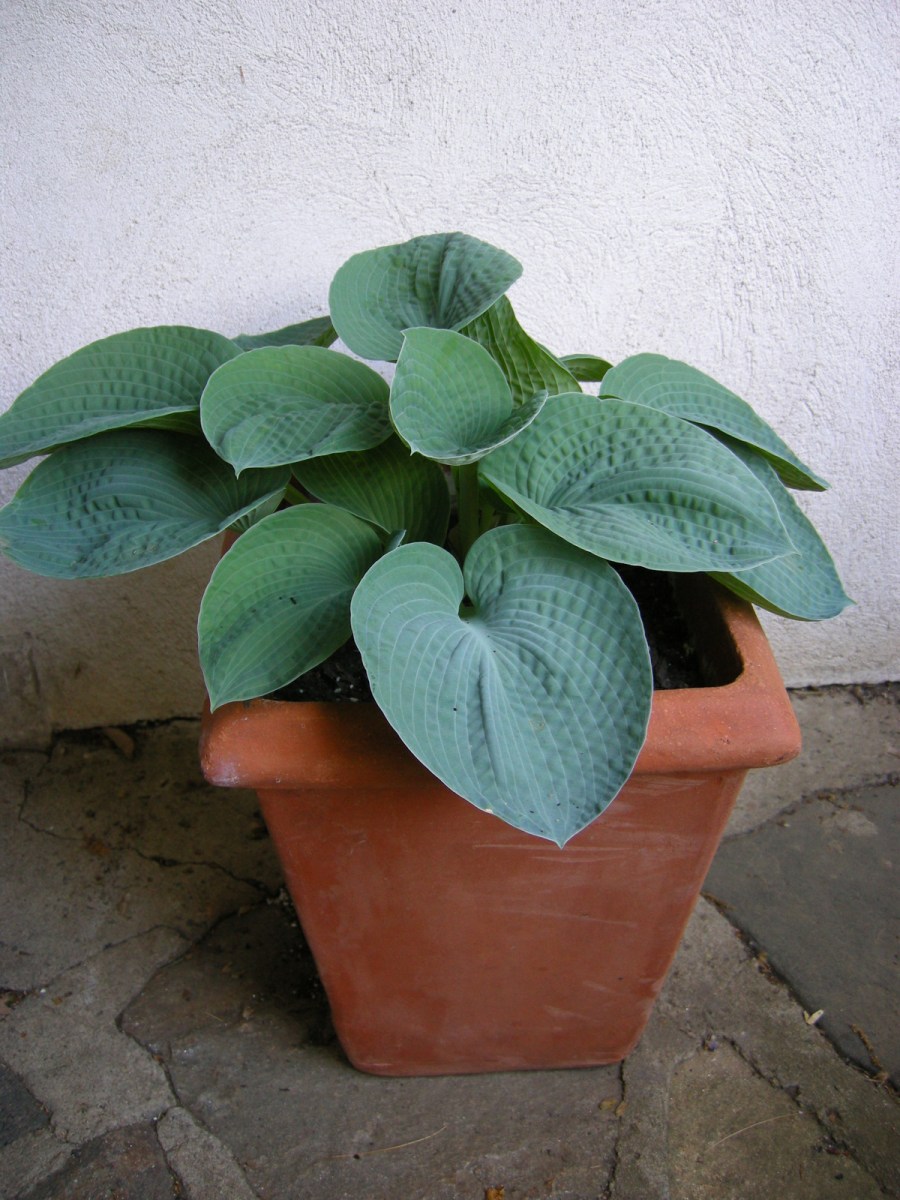 Hosta Cameo | CAROLYN'S SHADE GARDENS