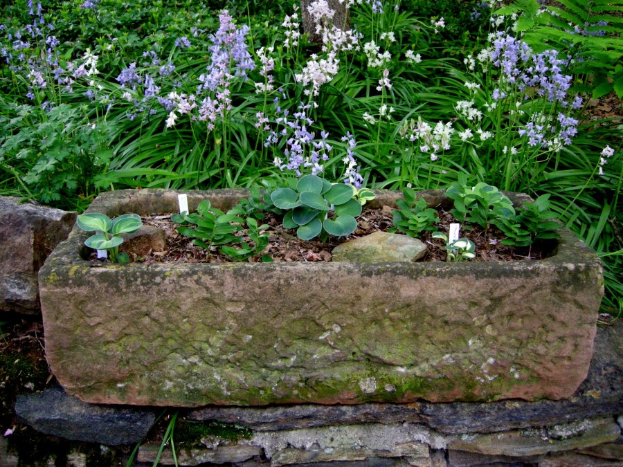 Hosta Cameo | CAROLYN'S SHADE GARDENS