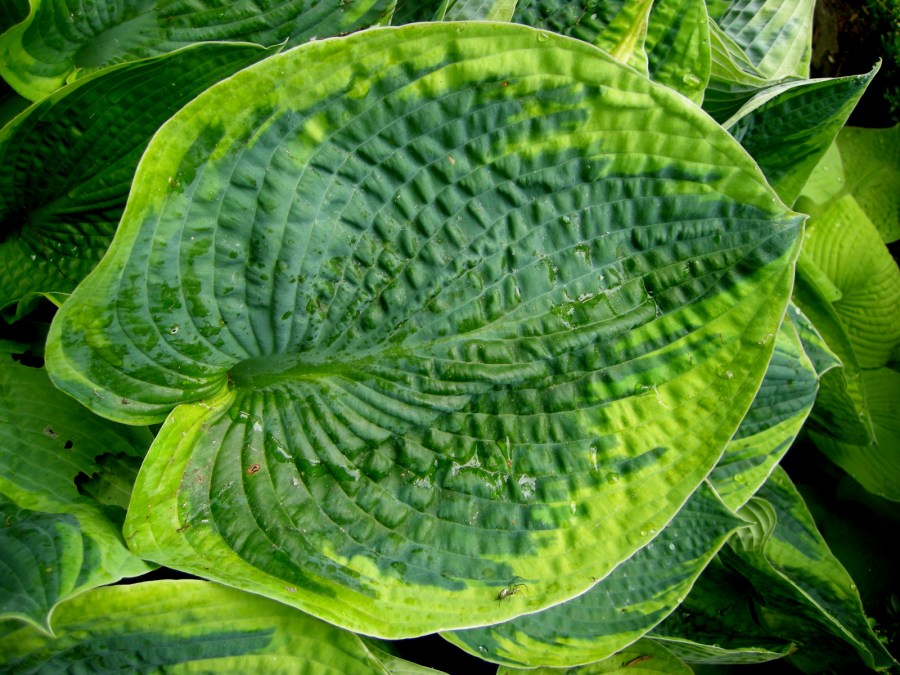 Larger Hostas | CAROLYN'S SHADE GARDENS