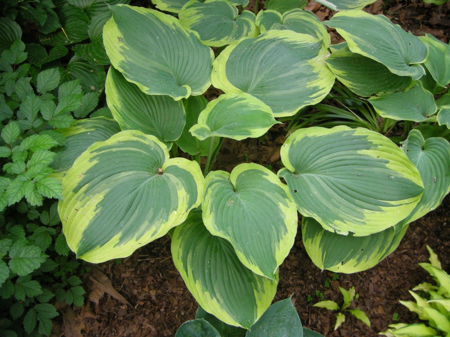 Hosta ‘Fragrant Queen’ | CAROLYN'S SHADE GARDENS