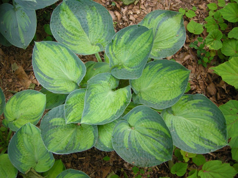Hosta ‘Earth Angel’ | CAROLYN'S SHADE GARDENS