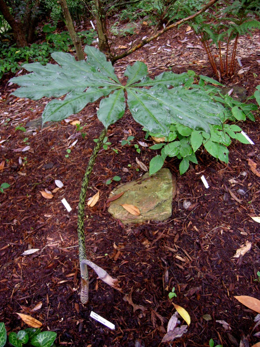 Arisaema fargesii | CAROLYN'S SHADE GARDENS