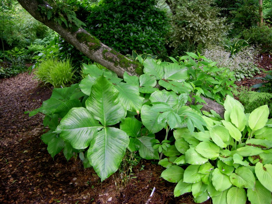 Arisaema fargesii | CAROLYN'S SHADE GARDENS