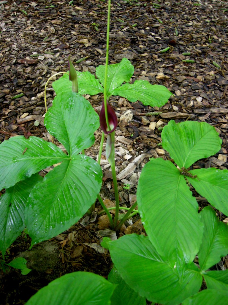 Arisaema fargesii | CAROLYN'S SHADE GARDENS