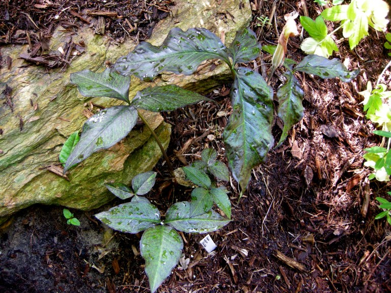 Arisaema fargesii | CAROLYN'S SHADE GARDENS