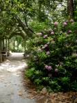 Sarah P. Duke Gardens | CAROLYN'S SHADE GARDENS