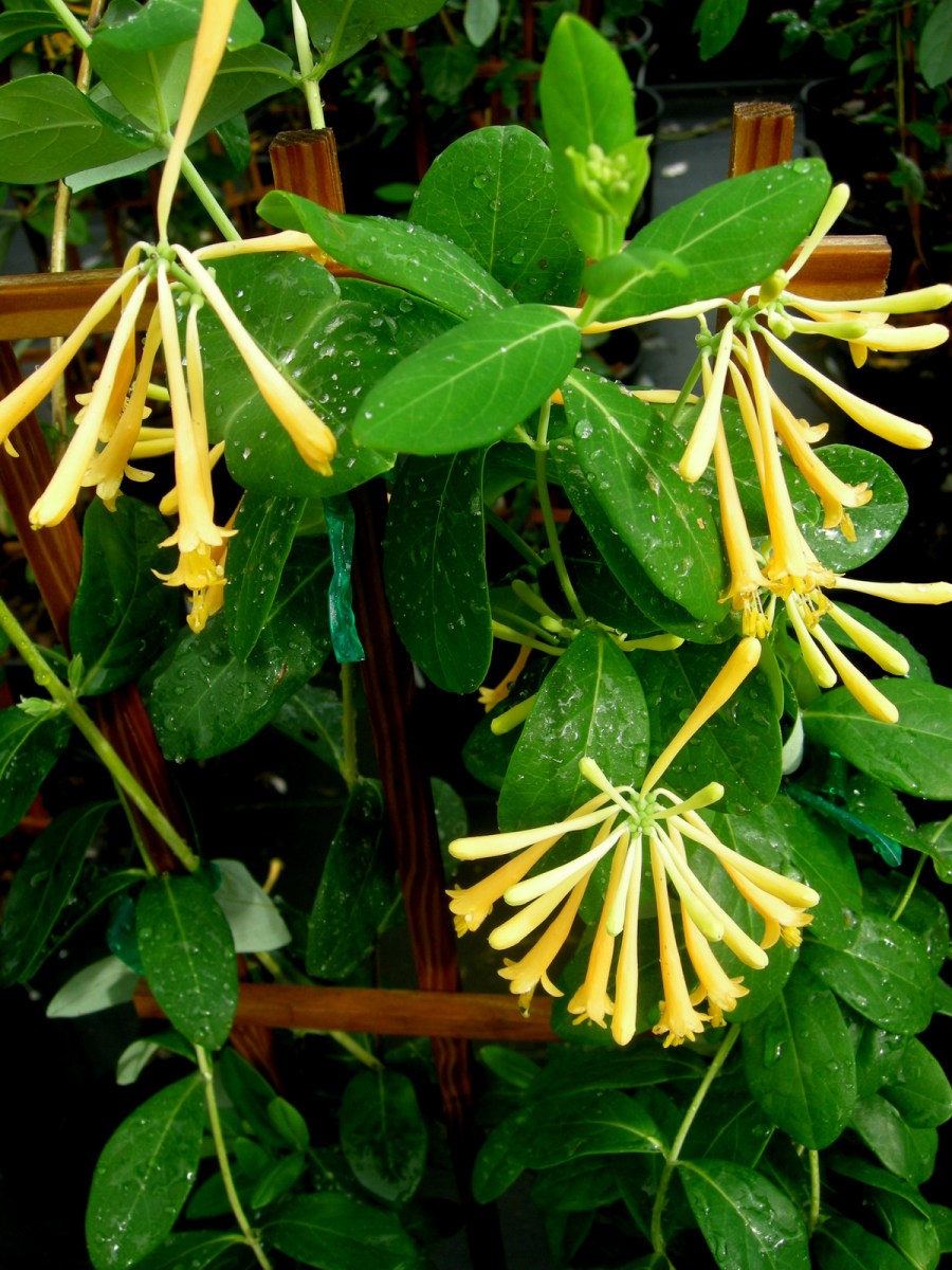 Woody Plants for Shade Part 3 | CAROLYN'S SHADE GARDENS