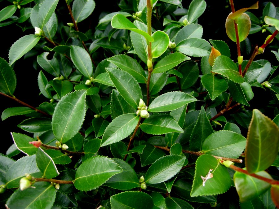 Woody Plants for Shade Part 3 | CAROLYN'S SHADE GARDENS