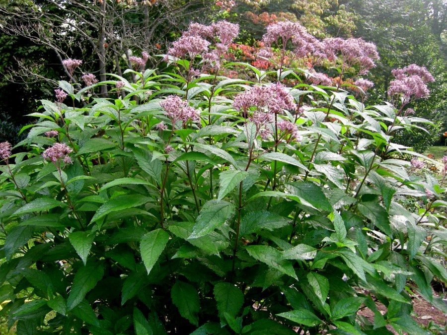 toad-lily | CAROLYN'S SHADE GARDENS