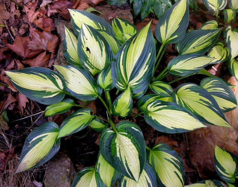 Hostas for Fall | CAROLYN'S SHADE GARDENS