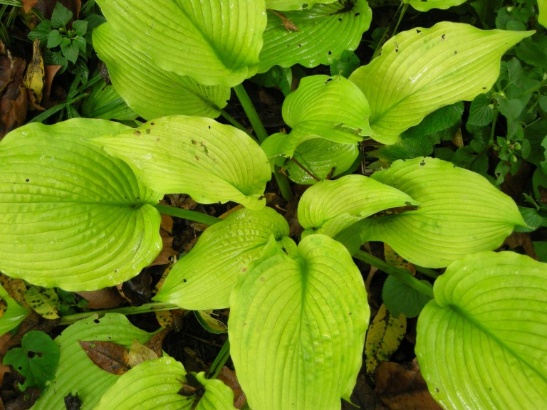 Hostas for Fall | CAROLYN'S SHADE GARDENS