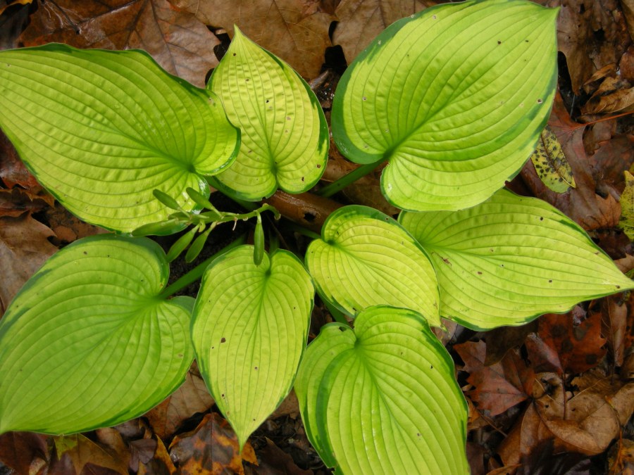 Hostas for Fall | CAROLYN'S SHADE GARDENS