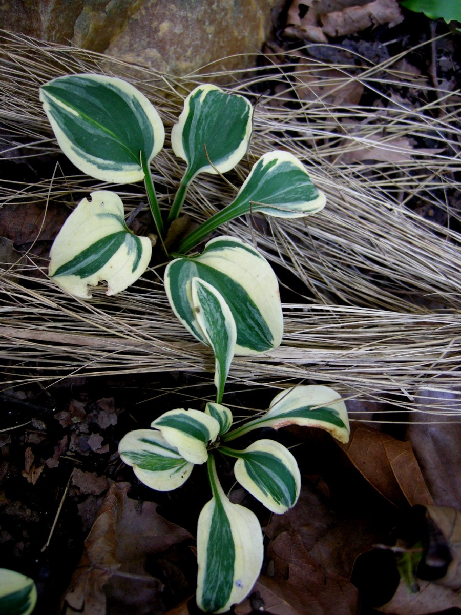 Hostas for Fall | CAROLYN'S SHADE GARDENS