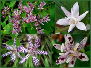 October GBBD: A Few Fall Favorites for Flowers | CAROLYN'S SHADE GARDENS