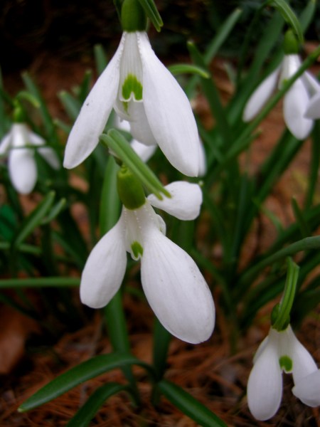 Top 25 Snowdrops Part Two | CAROLYN'S SHADE GARDENS