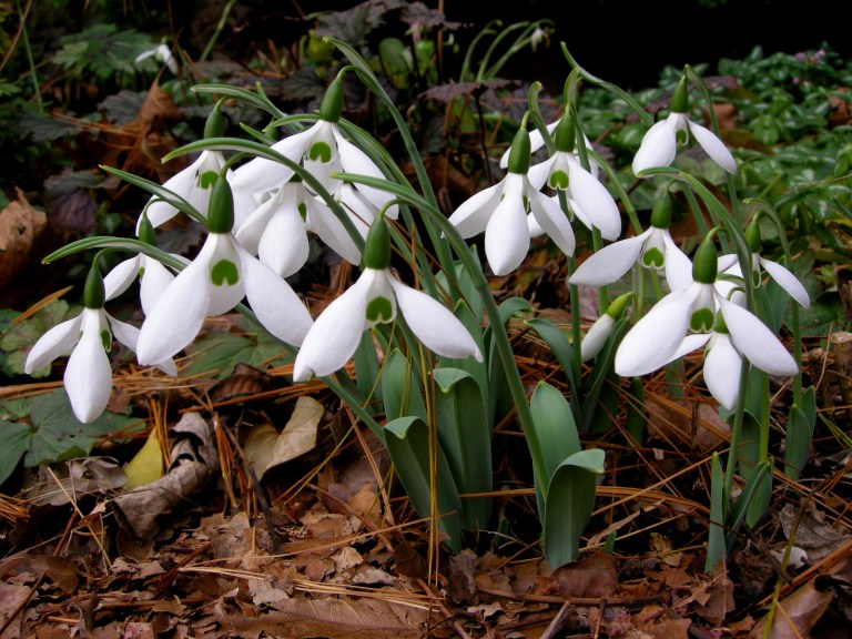 Greatorex double snowdrops | CAROLYN'S SHADE GARDENS