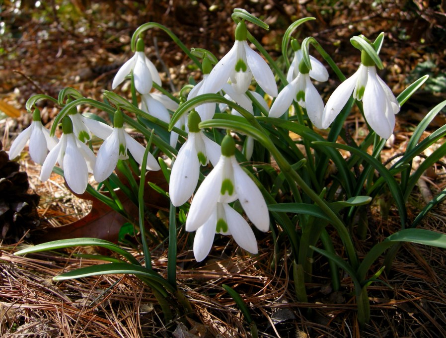 Top 25 Snowdrops Part Two | CAROLYN'S SHADE GARDENS
