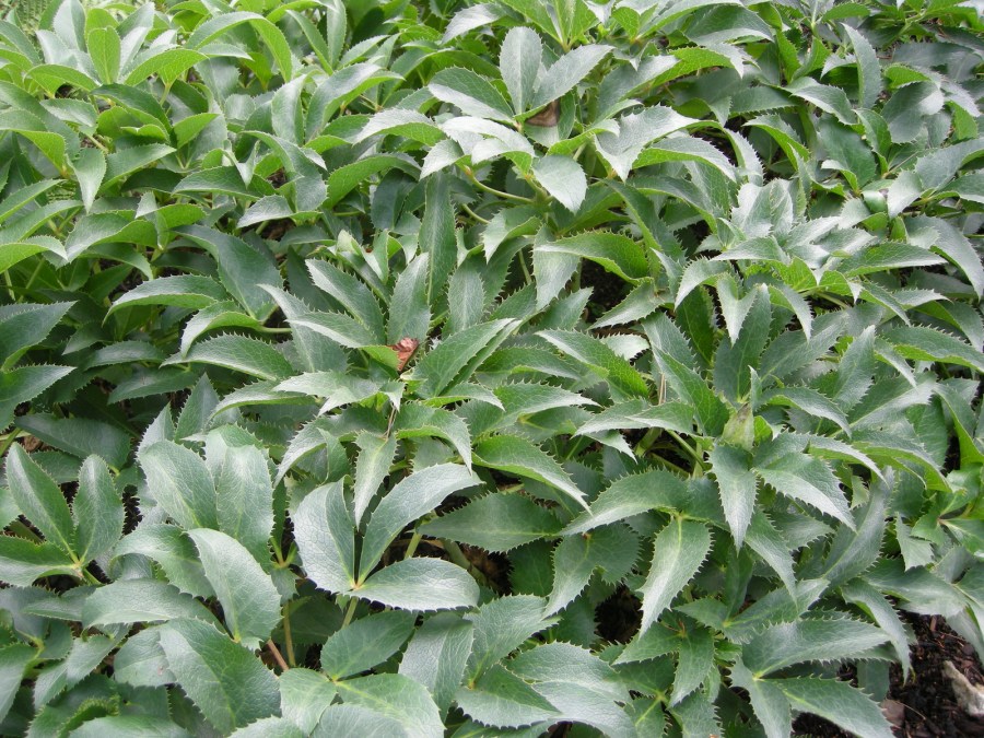 Cutting Back Hellebores | CAROLYN'S SHADE GARDENS