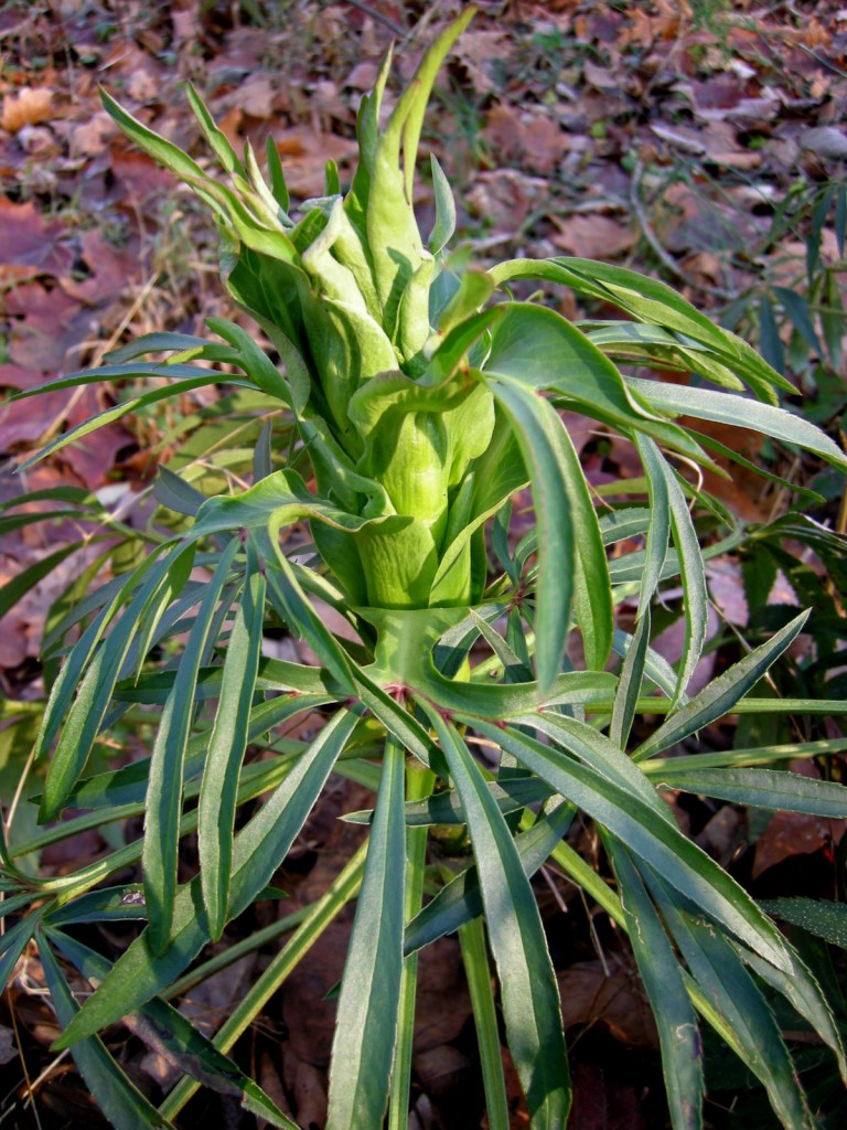 Cutting Back Hellebores | CAROLYN'S SHADE GARDENS