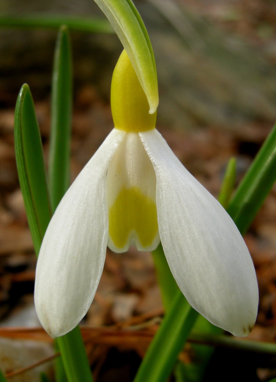 Greatorex double snowdrops | CAROLYN'S SHADE GARDENS