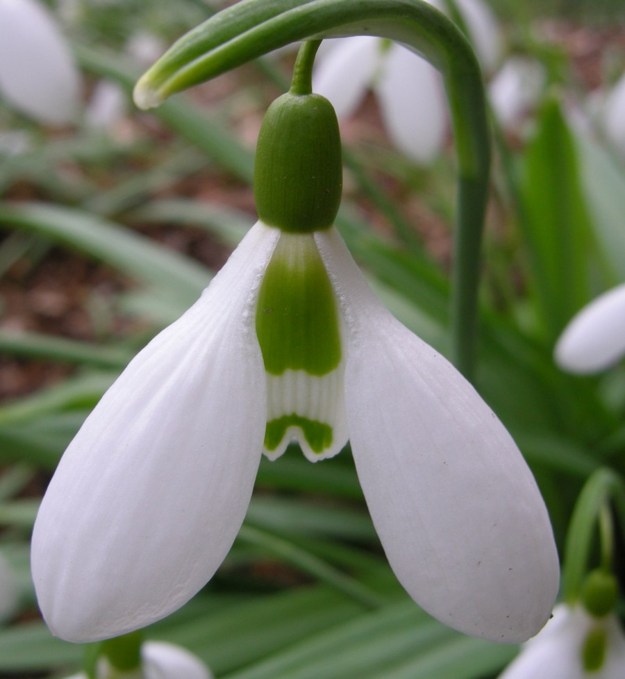 Greatorex double snowdrops | CAROLYN'S SHADE GARDENS