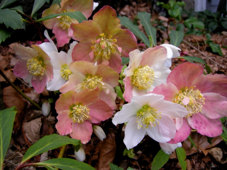 Cutting Back Hellebores | CAROLYN'S SHADE GARDENS