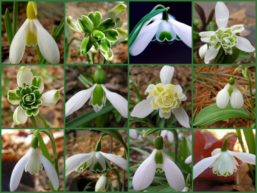 Greatorex double snowdrops | CAROLYN'S SHADE GARDENS