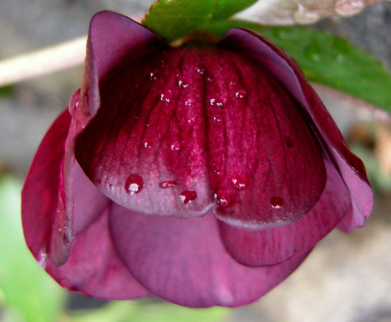 February GBBD: New Hellebores for 2012 | CAROLYN'S SHADE GARDENS