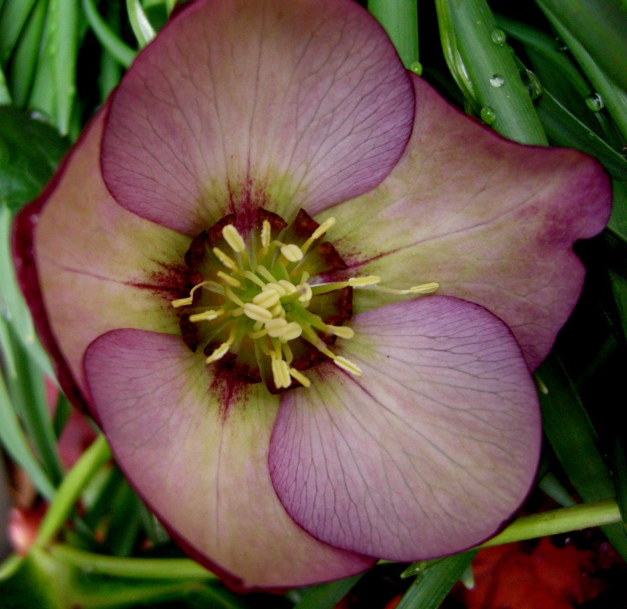 February GBBD: New Hellebores for 2012 | CAROLYN'S SHADE GARDENS